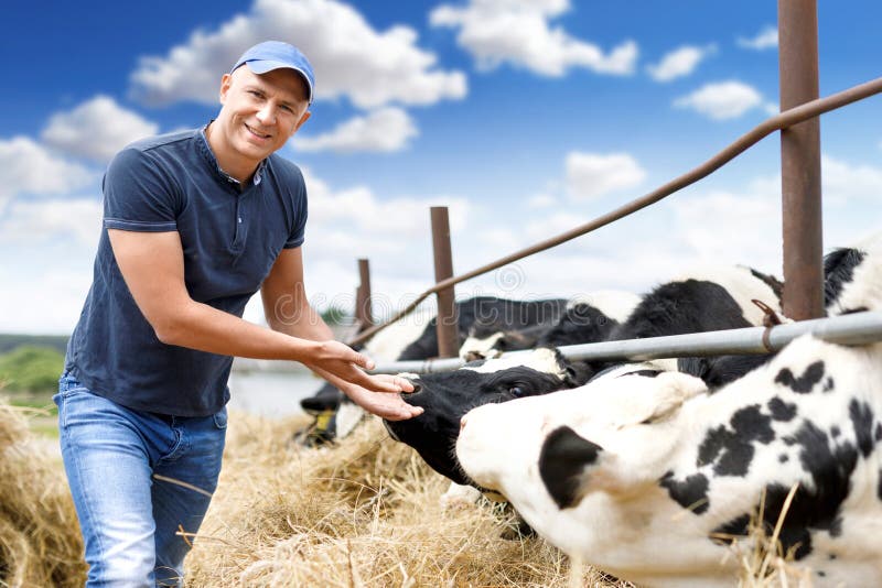 Farmer at Farm with Dairy Cow Stock Photo - Image of industry, cowshed ...