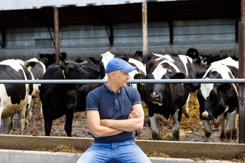 Farmer at Farm with Dairy Cows Stock Photo - Image of cowherd, male ...