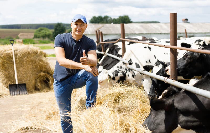 Farmer at Farm with Dairy Cows Stock Photo - Image of industry ...