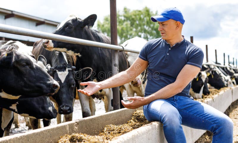 Farmer at Farm with Dairy Cows Stock Photo - Image of milk ...