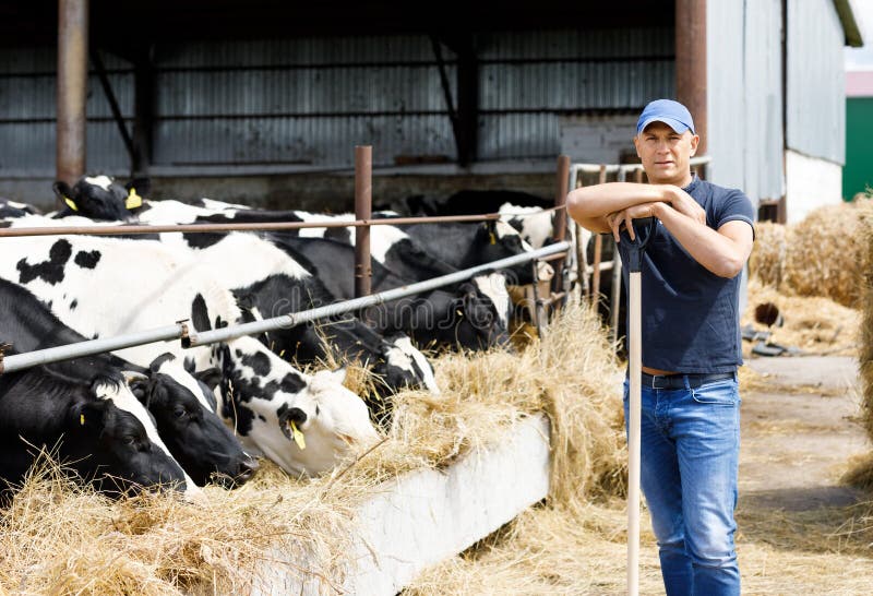 Farmer at Farm with Dairy Cows Stock Photo - Image of milk, bossy ...