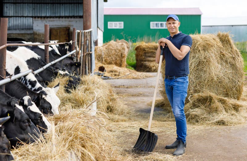 Farmer at Farm with Dairy Cows Stock Image - Image of farmer, labor ...