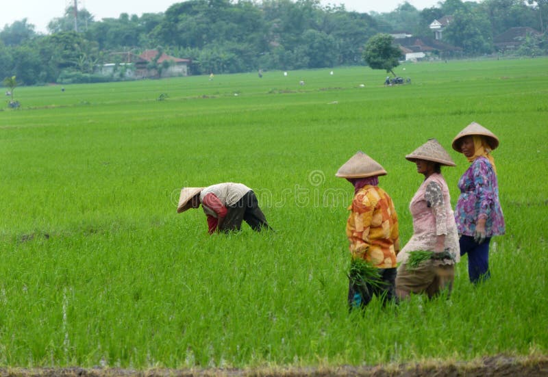 Farmer editorial stock photo. Image of paddy, fields - 66567978