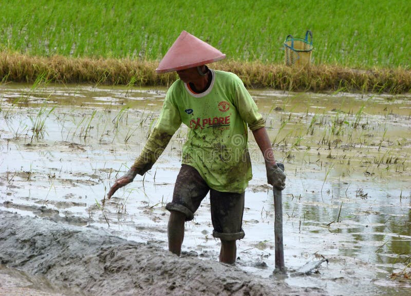 Farmer editorial image. Image of central, indonesia, java - 66568220