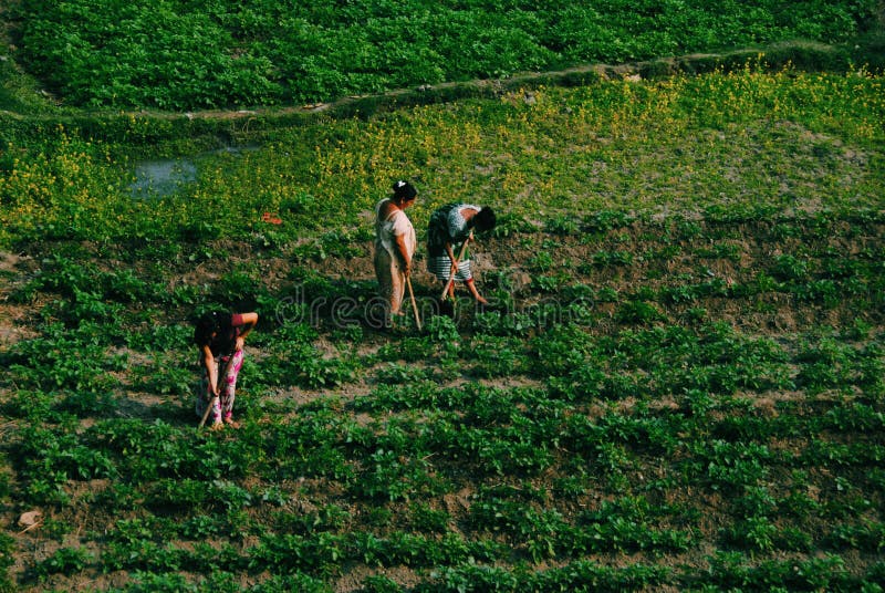 Farmer editorial stock photo. Image of worker, india - 71698243