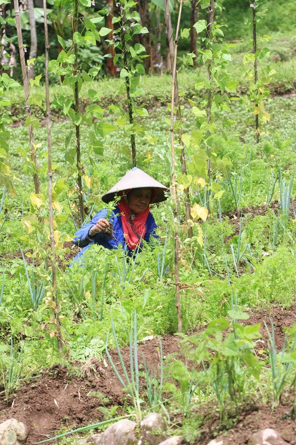 Farmer editorial stock photo. Image of java, garden, plant - 48489578