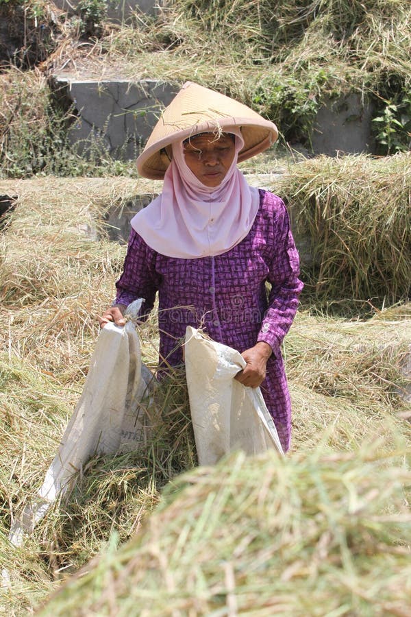 Farmer editorial photography. Image of fields, klaten - 59175022
