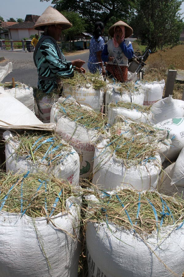 Sackful of rice stock image. Image of store, freight - 19505503