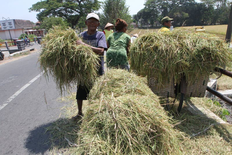 Farmer editorial photo. Image of sacks, central, rice - 59175326