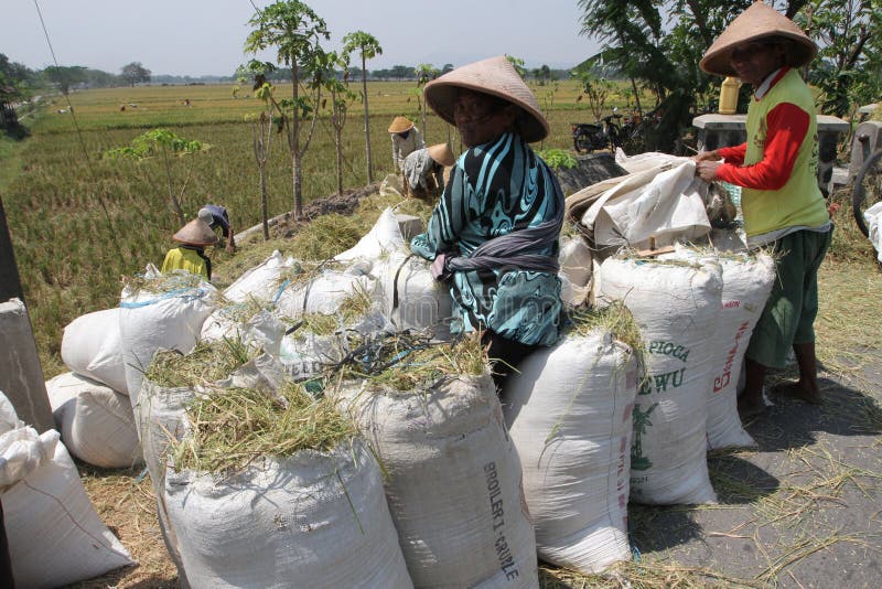 Farmer editorial image. Image of java, fields, klaten - 59175405
