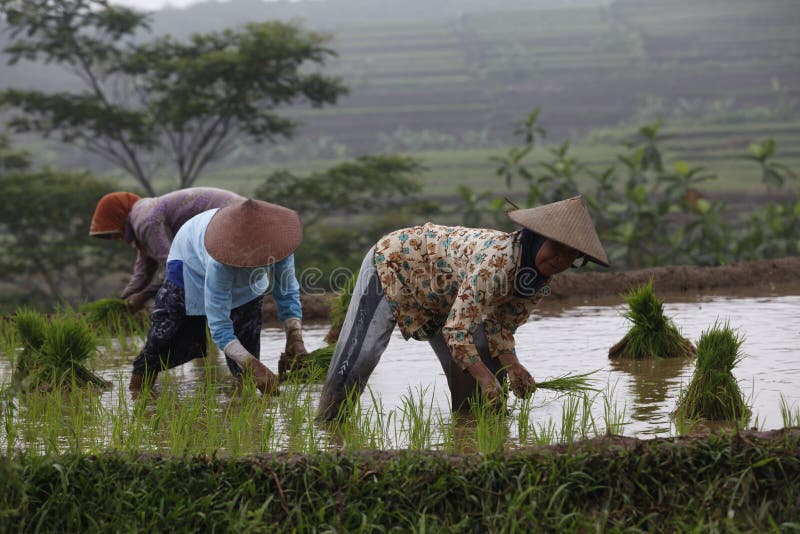 Farmer editorial stock image. Image of field, central - 39295559