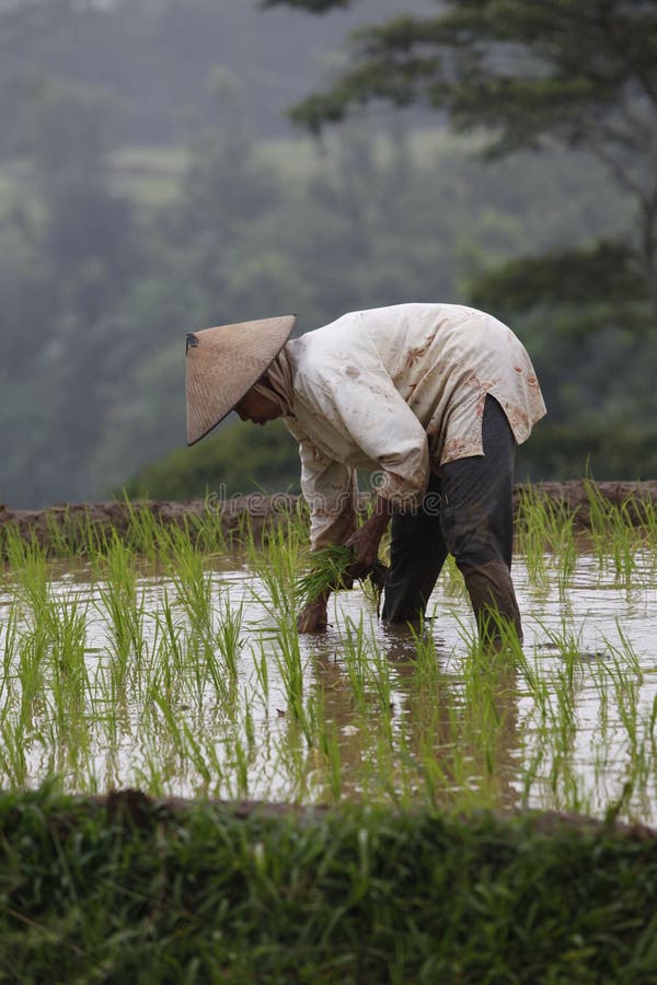 Farmer editorial stock image. Image of solo, water, karanganyar - 39295569