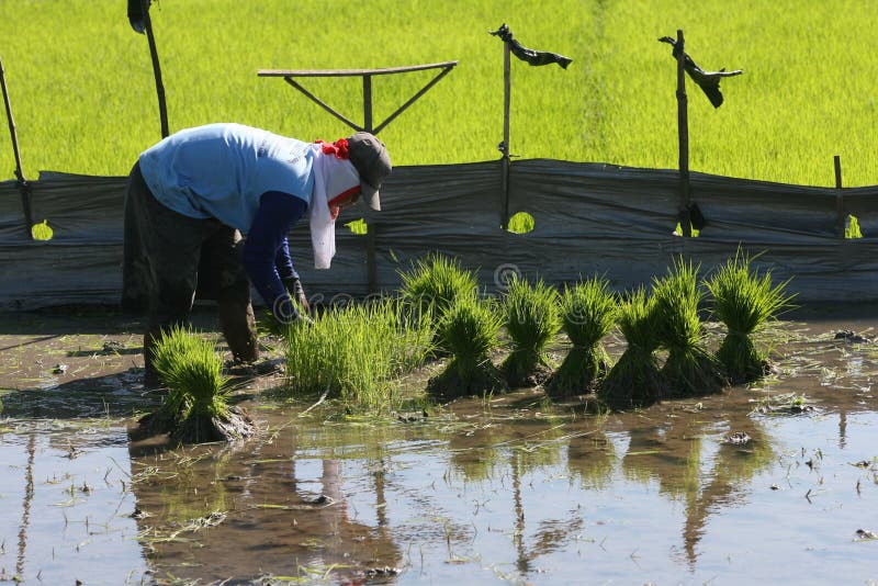 Farmer editorial image. Image of farmer, java, plant - 32662155
