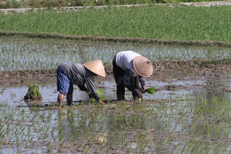 Farmer editorial stock photo. Image of java, paddy, boyolali - 56517693