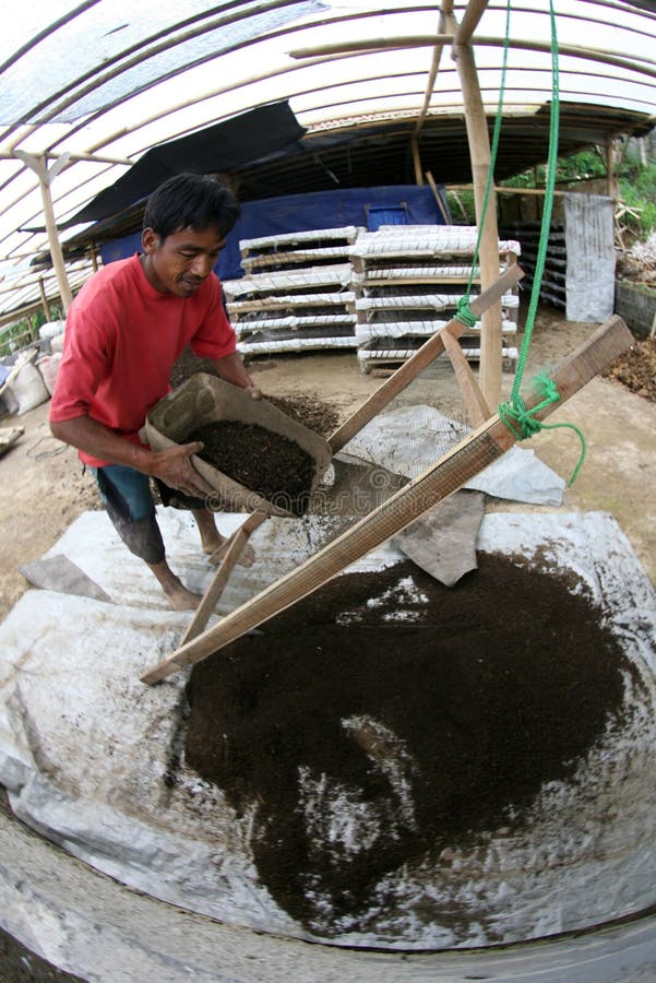 Farmer editorial stock image. Image of water, java, working - 69787014