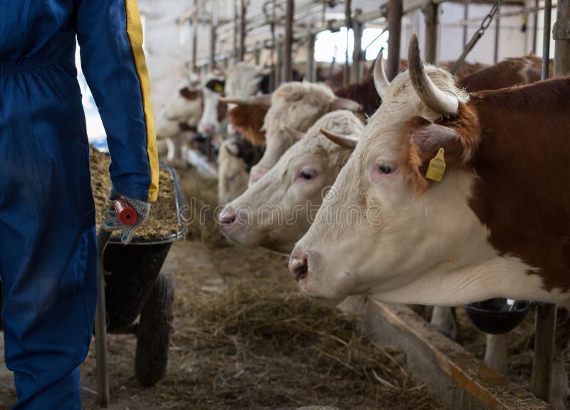 Farmer Pushing Wheelbarrow with Silage for Cows Stock Image - Image of ...