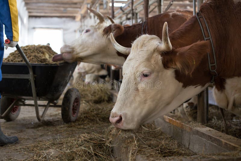 Farmer with feed for cows stock photo. Image of country - 145177556