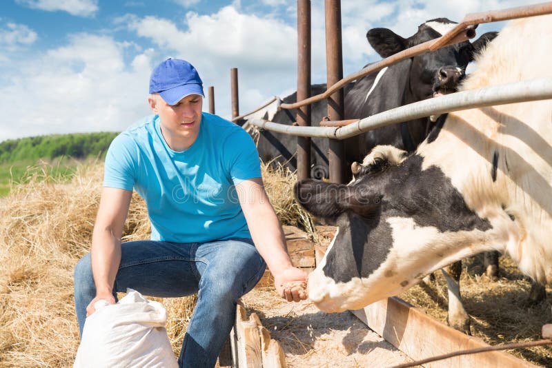 Farmer Feeding Cows in Farm Stock Image - Image of business, laboring ...