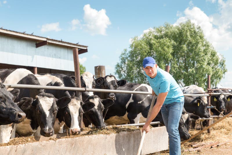 Farmer Feeding Cows in Farm Stock Image - Image of agricultural, meat ...