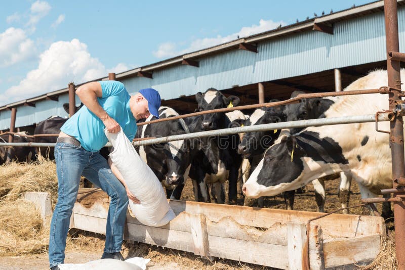 Farmer Feeding Cows in Farm Stock Photo - Image of calf, countryside ...