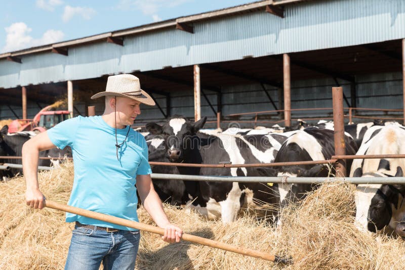 Farmer Feeding Cows in Farm Stock Image - Image of business, country ...