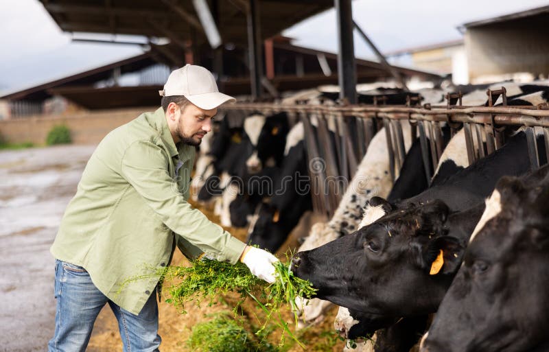 Farmer Feeding Cows with Fresh Green Grass Stock Image - Image of ...