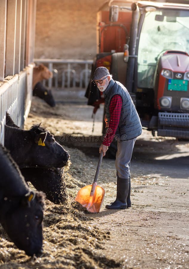 Farmer Feeding Cows in Stable Stock Photo - Image of agriculture ...