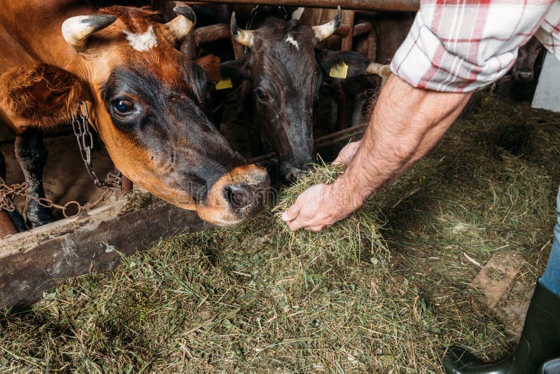 Farmer Feeding Cows in Stall Stock Photo - Image of closeup, worker ...