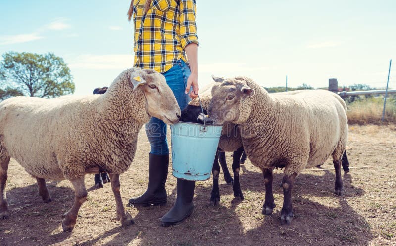 Farmer Feeding Her Farm Sheep Stock Photo - Image of animals, woman ...