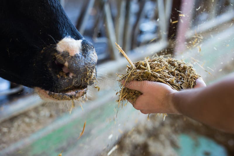Farmer Feeds Cow from His Hand Full of Compound Feed Stock Photo ...