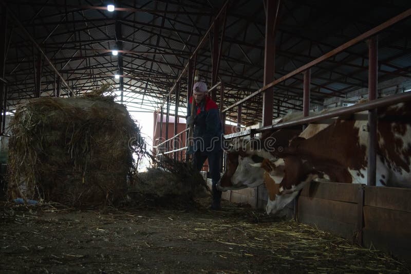 Farmer Feeds Cows. the Process of Feeding Animals on a Farm. Dairy ...