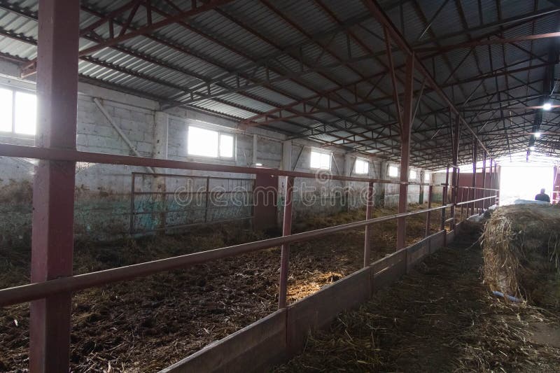 Farmer Feeds Cows. the Process of Feeding Animals on a Farm. Dairy ...