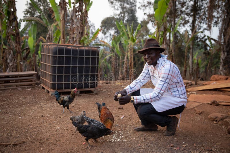 A Farmer Feeds His Chickens Corn on His Farm, a Young African Farmer at ...