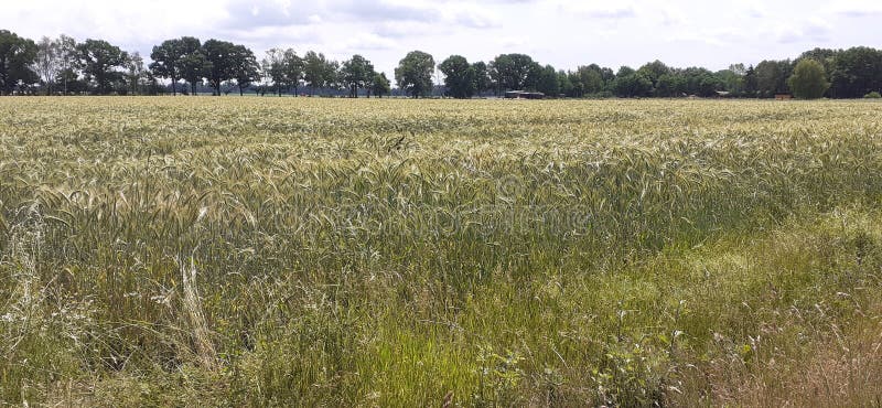 Farmer Feld nature stock image. Image of plain, pasture - 187531627