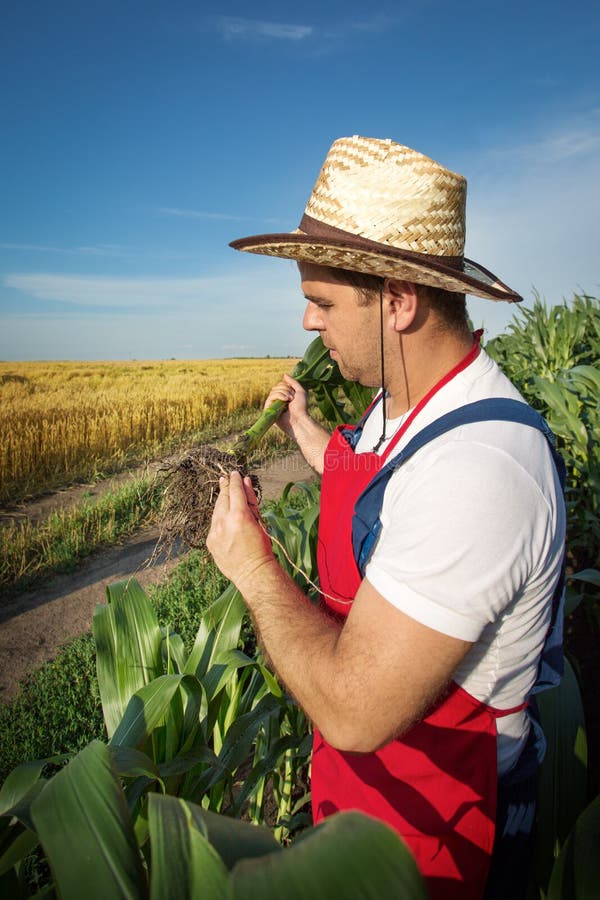 Farmer in field stock photo. Image of countryside, field - 31819966