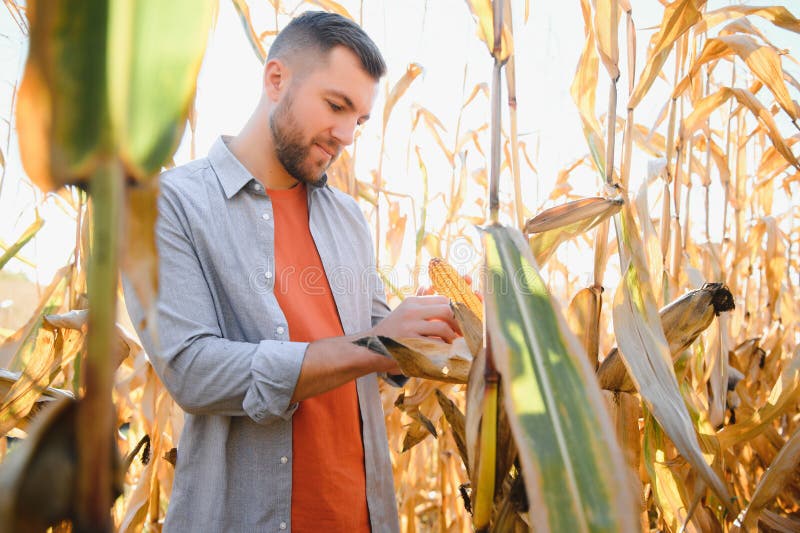 Farmer in Field Checking on Corncobs Stock Image - Image of corn ...