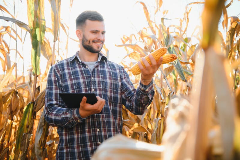 Farmer in Field Checking on Corncobs Stock Photo - Image of worker ...