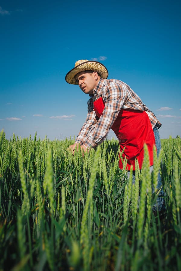 Farmer in a field stock photo. Image of nutritious, farming - 25519844