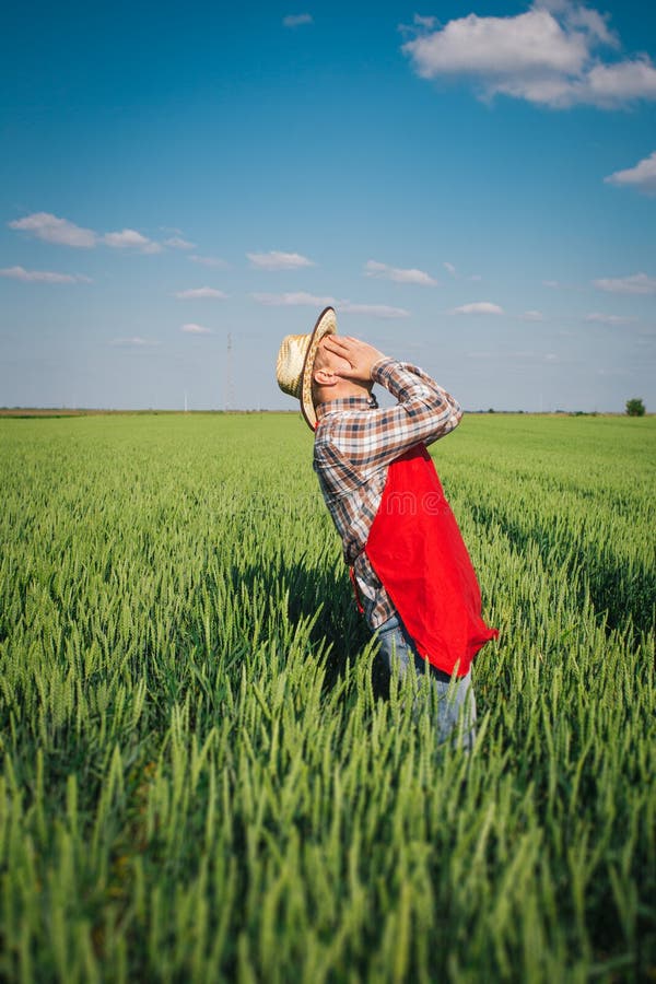 Farmer in field stock image. Image of food, agriculture - 31025463