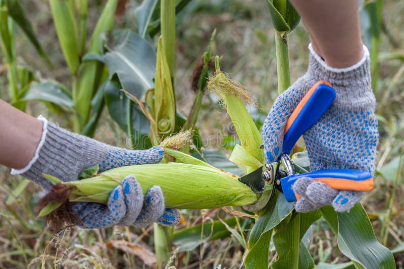 Farmer in the Field Cuts Corn with Scissors Stock Image - Image of tool ...