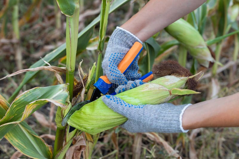 Farmer in the Field Cuts Corn with Scissors Stock Image - Image of ...