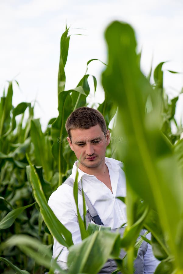 A Farmer in a Field of Green Corn. Stock Image - Image of environment ...
