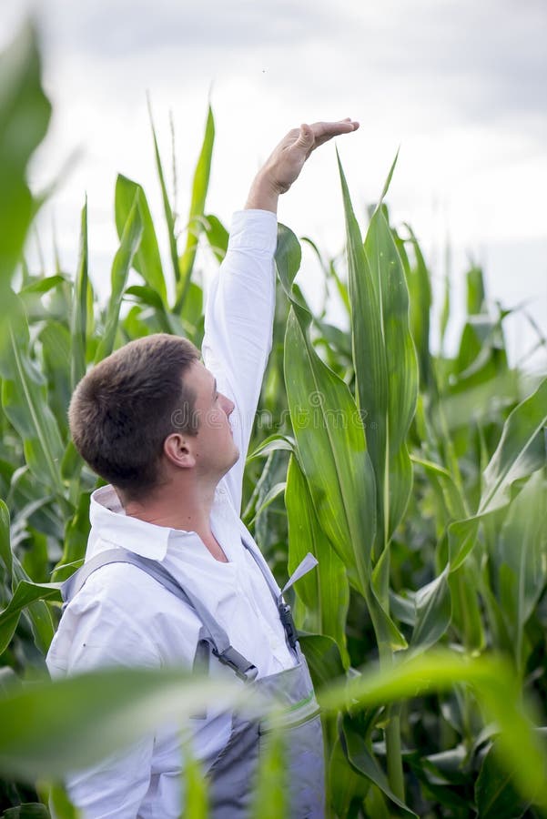 A Farmer in a Field of Green Corn. Stock Image - Image of years ...