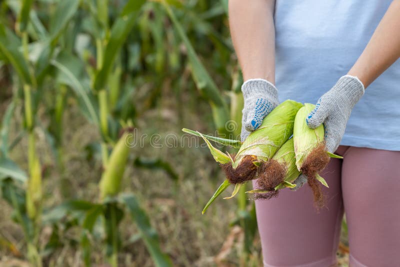 Farmer in the Field Holding a Corncob in His Hands Stock Image - Image ...