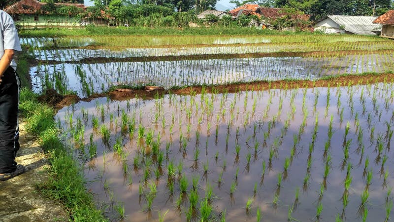 Farmer and field editorial photo. Image of nature, gheografy - 96551591