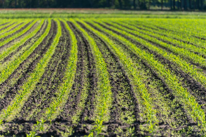 Farmer Field with Rows of Young Green Corn Plants Stock Photo - Image ...