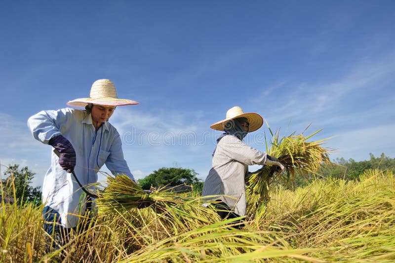 Farmer in Field it S Harvest Time Stock Image - Image of thai, green ...