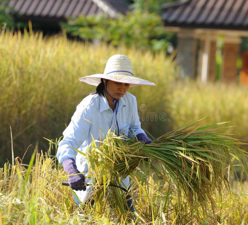 Farmer in Field it S Harvest Time Stock Image - Image of countryside ...