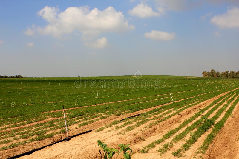 Farmer field stock photo. Image of outdoor, israel, field - 86039728