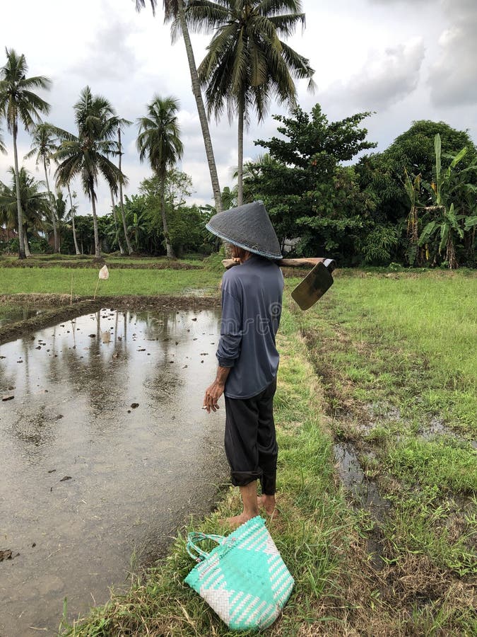 The farmer in his farm stock image. Image of plant, horizontal - 266374203